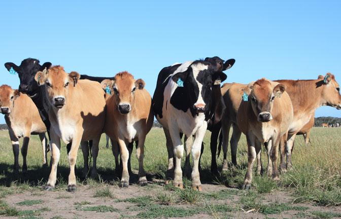 Pemkab Banyuwangi Ingin Impor 100 Ekor Sapi dari Australia | KBR.ID ...