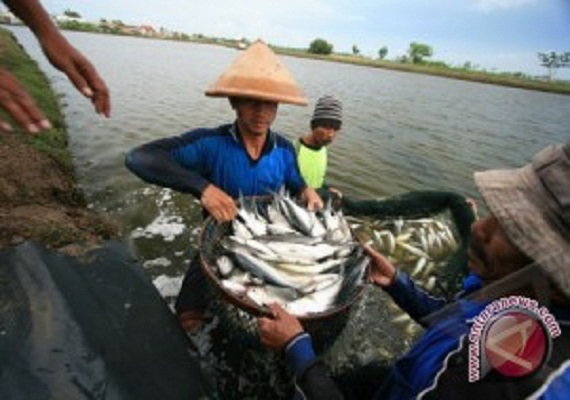 NTT Perjuangkan Masuk Peta Logistik Ikan Nasional | KBR.ID - Tepercaya ...