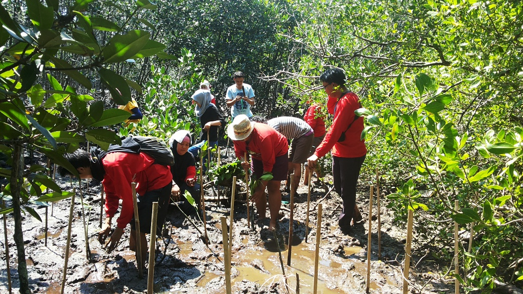 Menanam Mangrove di Pulau Rambut | KBR.ID - Tepercaya, membuka perspektif