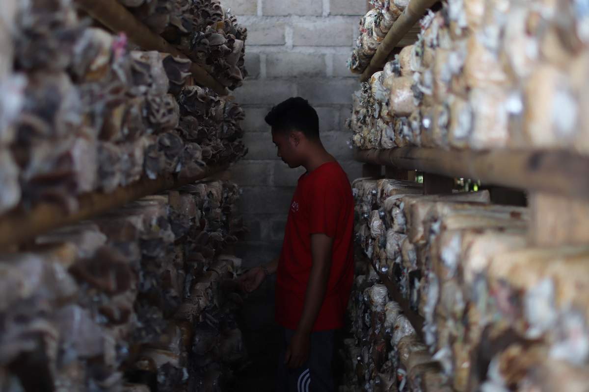 Gede Artha Pioneer Jamur dari Timur Bali | KBR.ID - Tepercaya, membuka ...