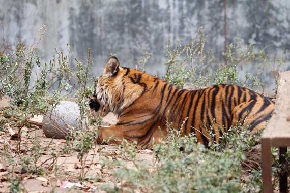 Raja Hutan | KBR.ID - Tepercaya, membuka perspektif