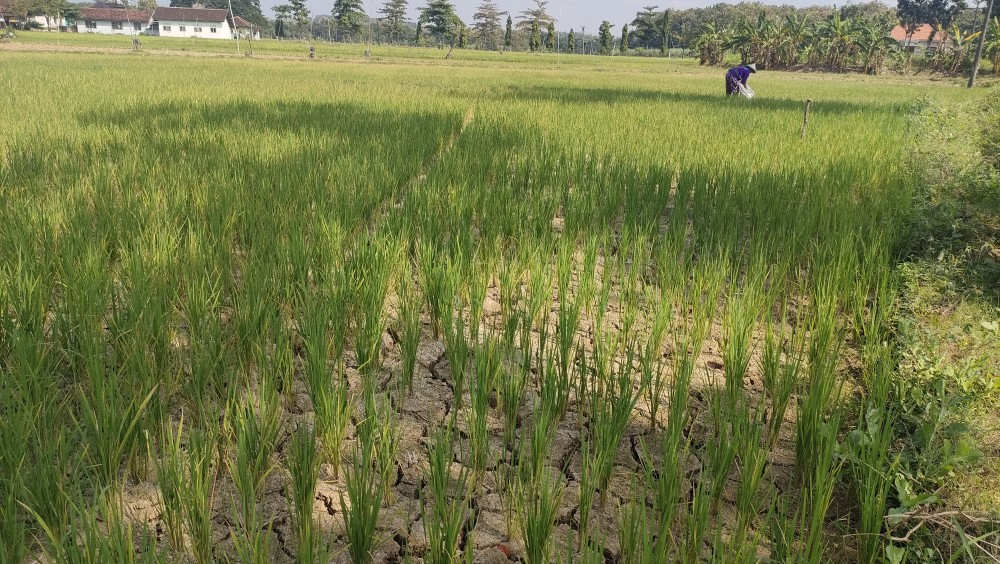 19 Persen Wilayah RI Sudah Kemarau, 41 Hektar Lahan Padi di Rembang Puso | KBR.ID - Tepercaya ...